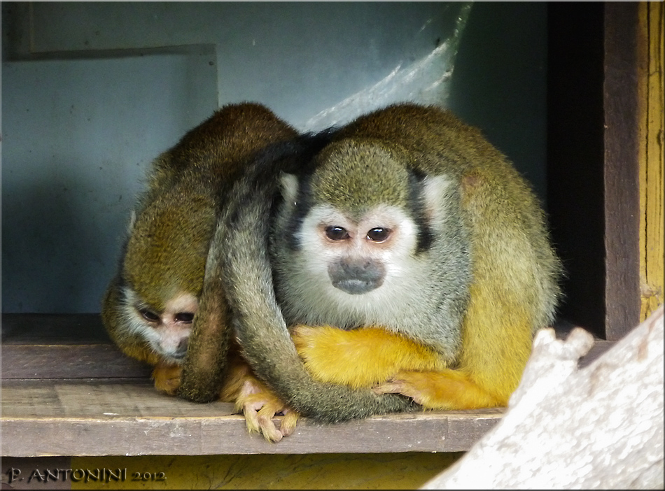 Pairi Daiza - DreamTime Fan Club: Les Sapajous Jaunes
