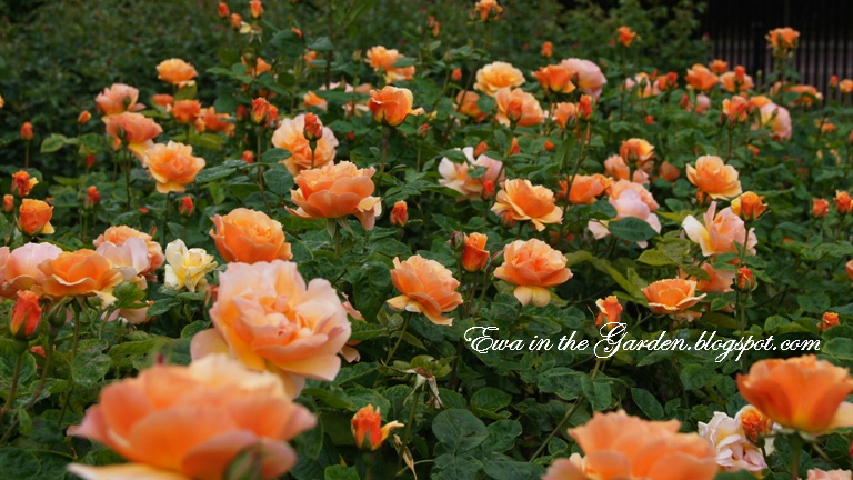 Ewa in the Garden: 15 photos of the Top Rose Garden in London