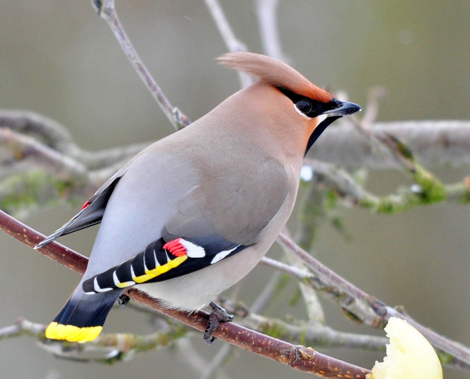 Two in a bush: More than just Waxwings