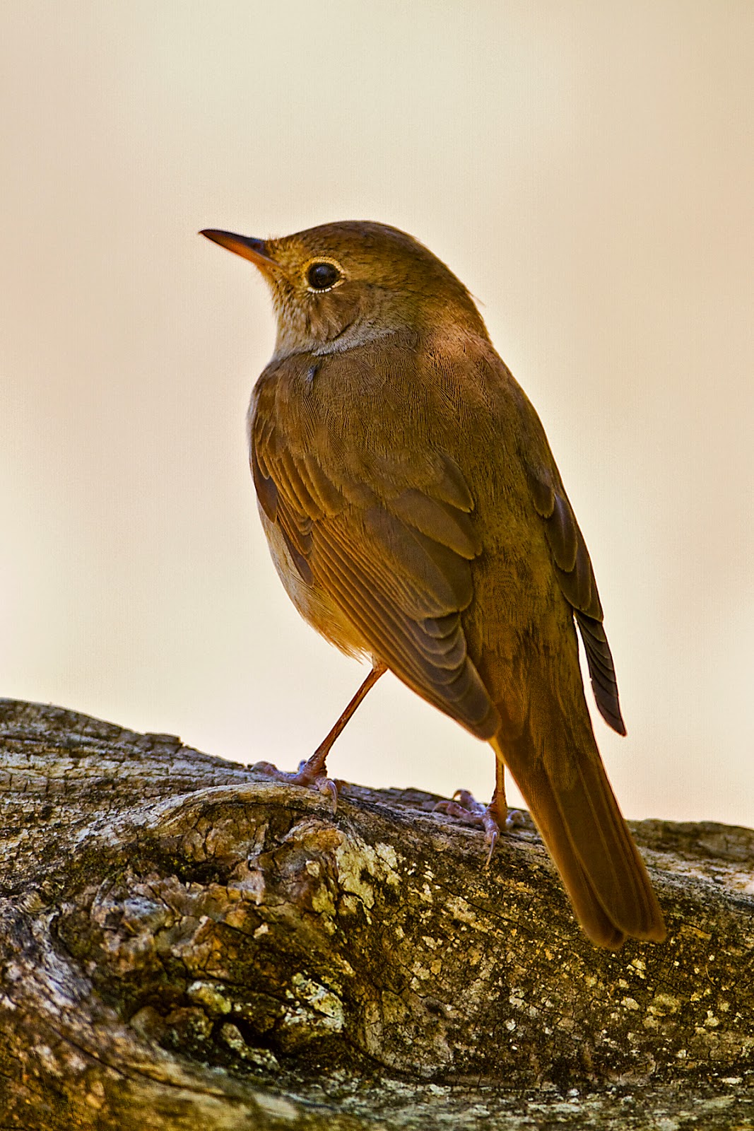 PETER'S PORTFOLIO..............Bird & Wildlife Photography: Nightingale