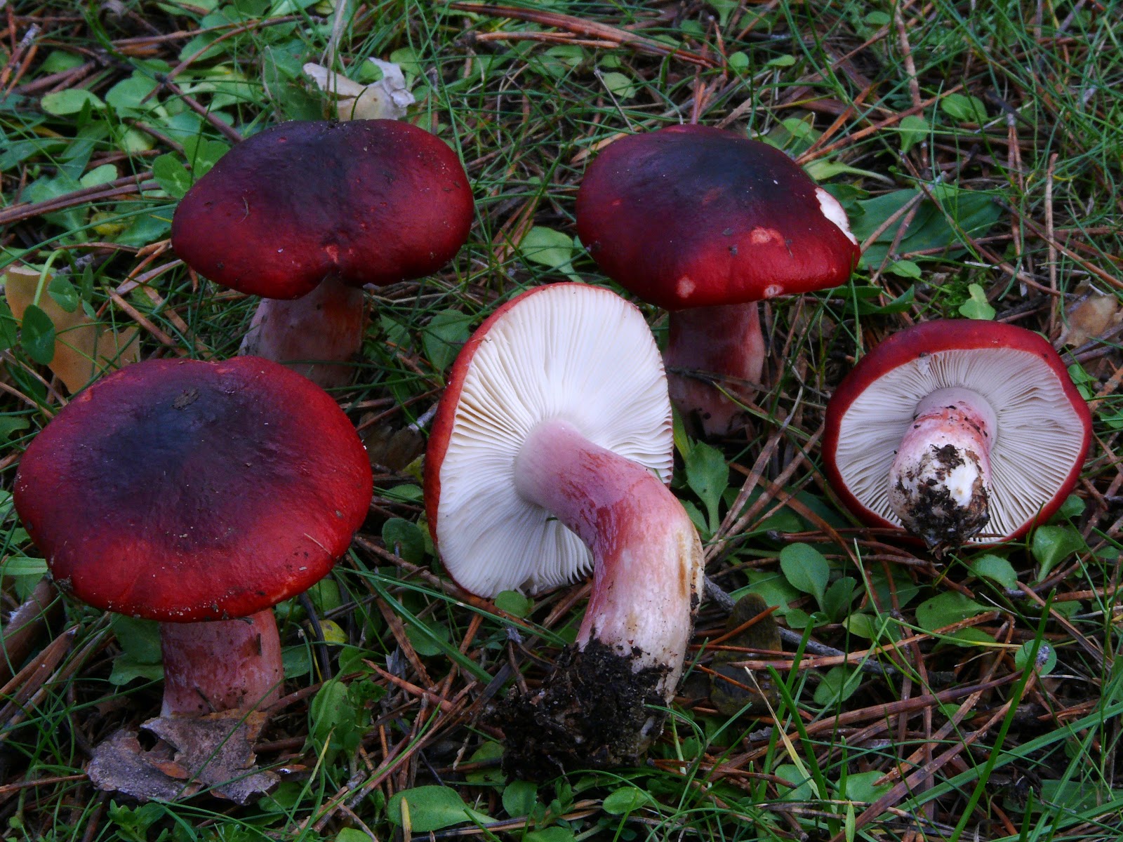 A setas por Asturias: Russula torulosa