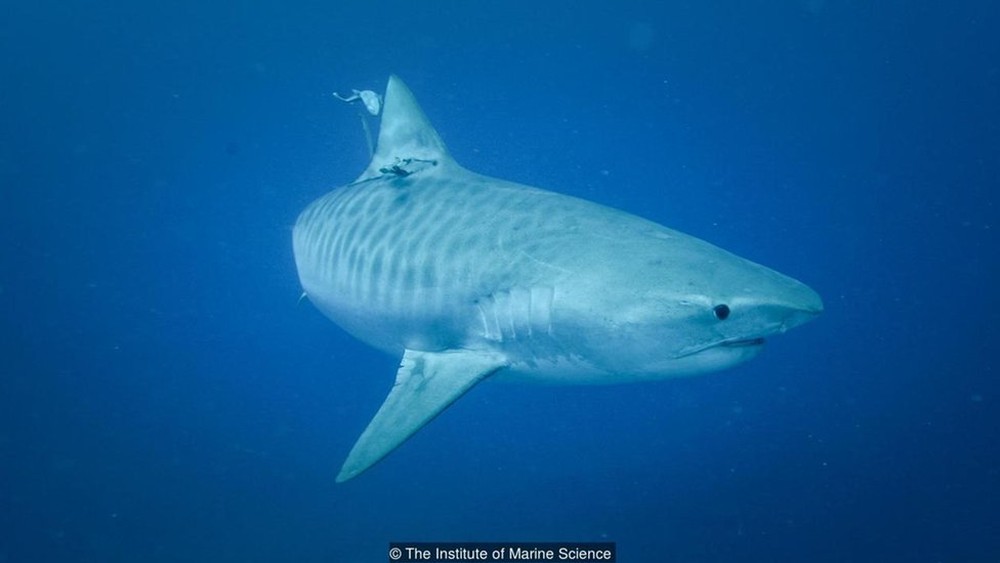 No Mar Profundo: Tubarões