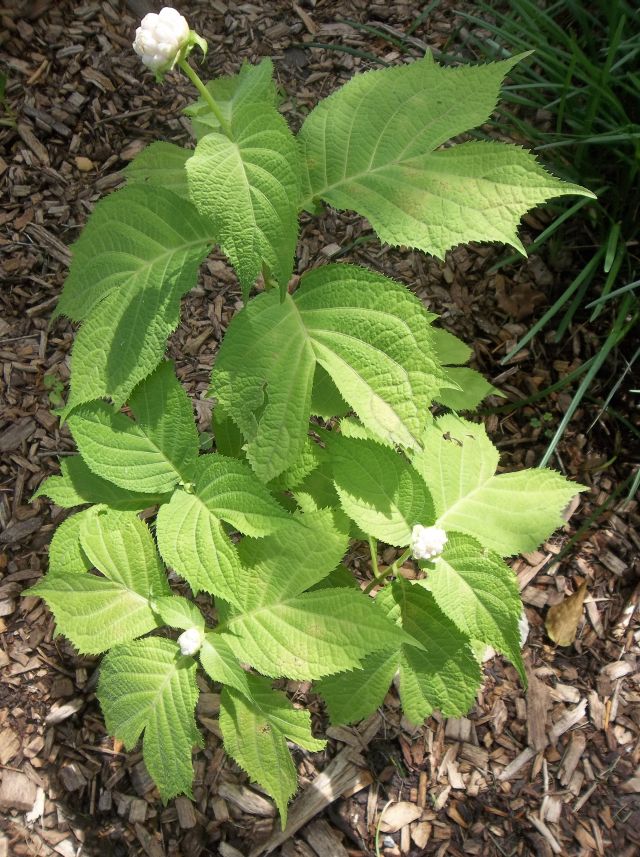 Future Plants by Randy Stewart: Hydrangea - Other Species