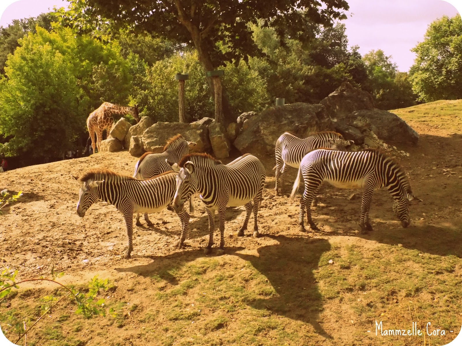Zoo de Beauval