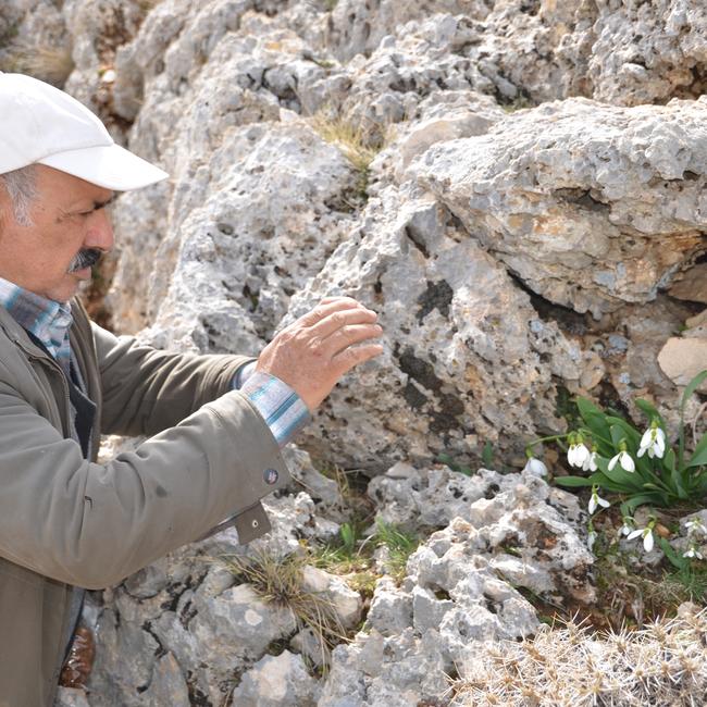 Snowdrop sprouts in Turkey’s Manisa
