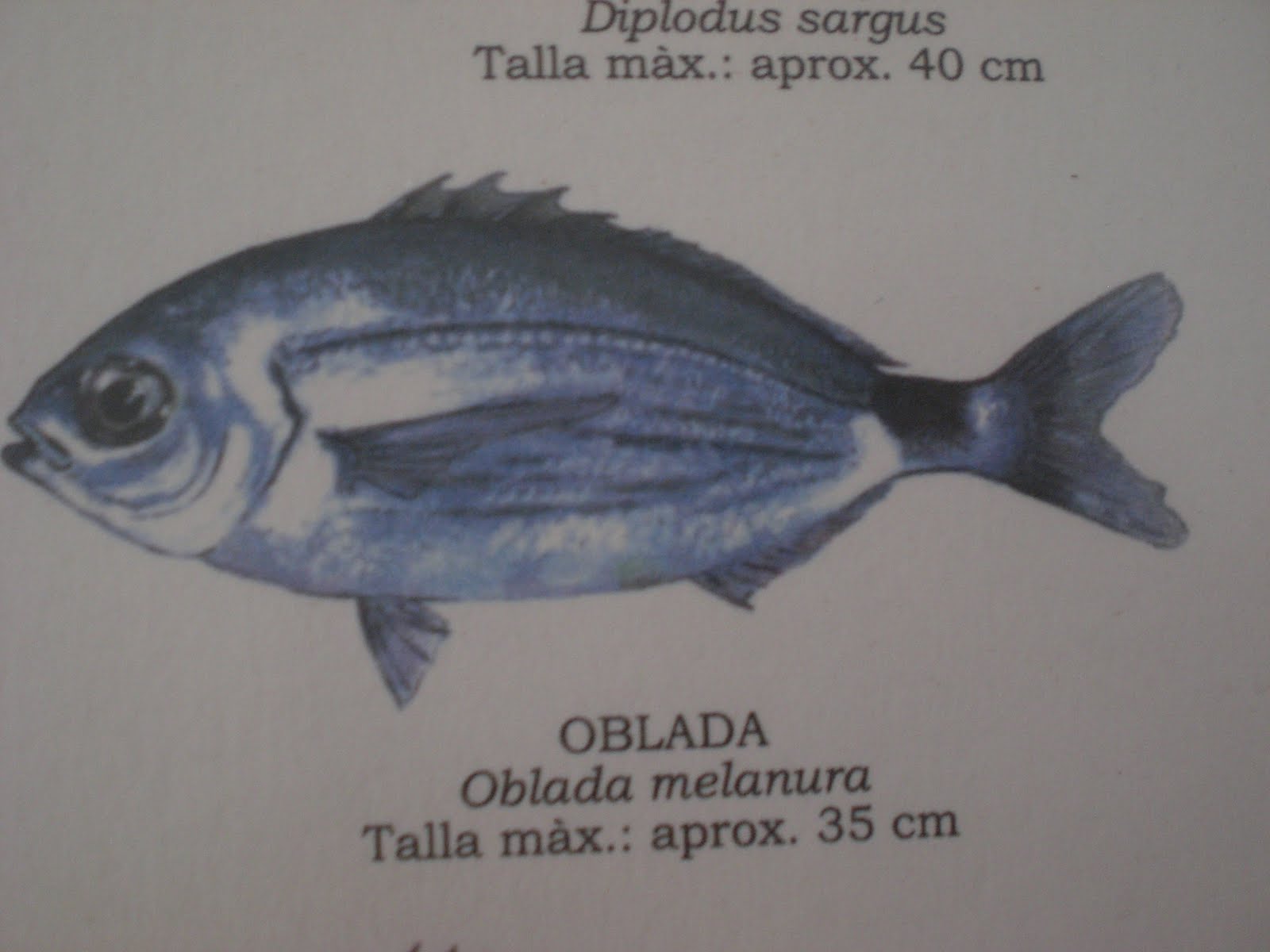 PEIXOS