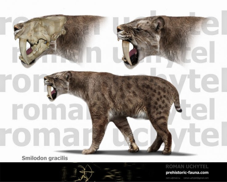 SMILODON