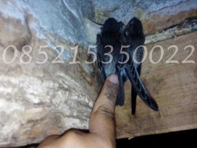 JUAL TELOR WALET | JUAL TELOR WALET