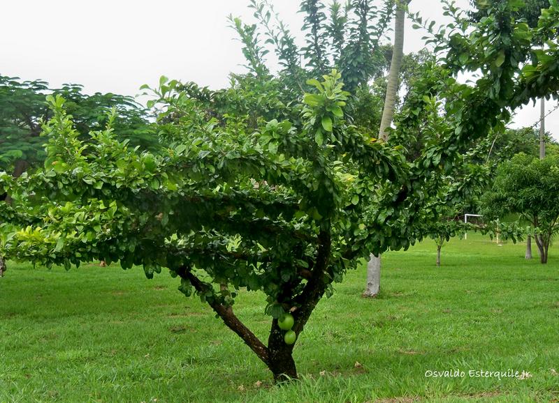 Bonito Pantanal MS: História de uma muda: Cabaça Coité – Coitezeiro