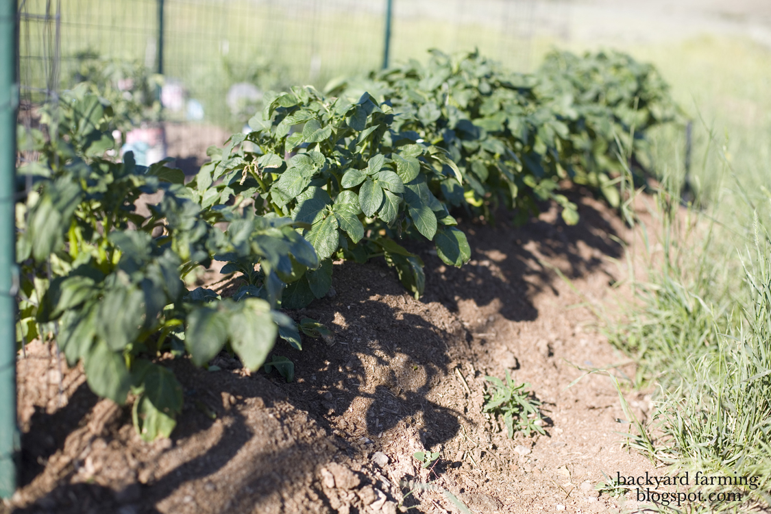 Backyard Farming: HIlling Potatoes