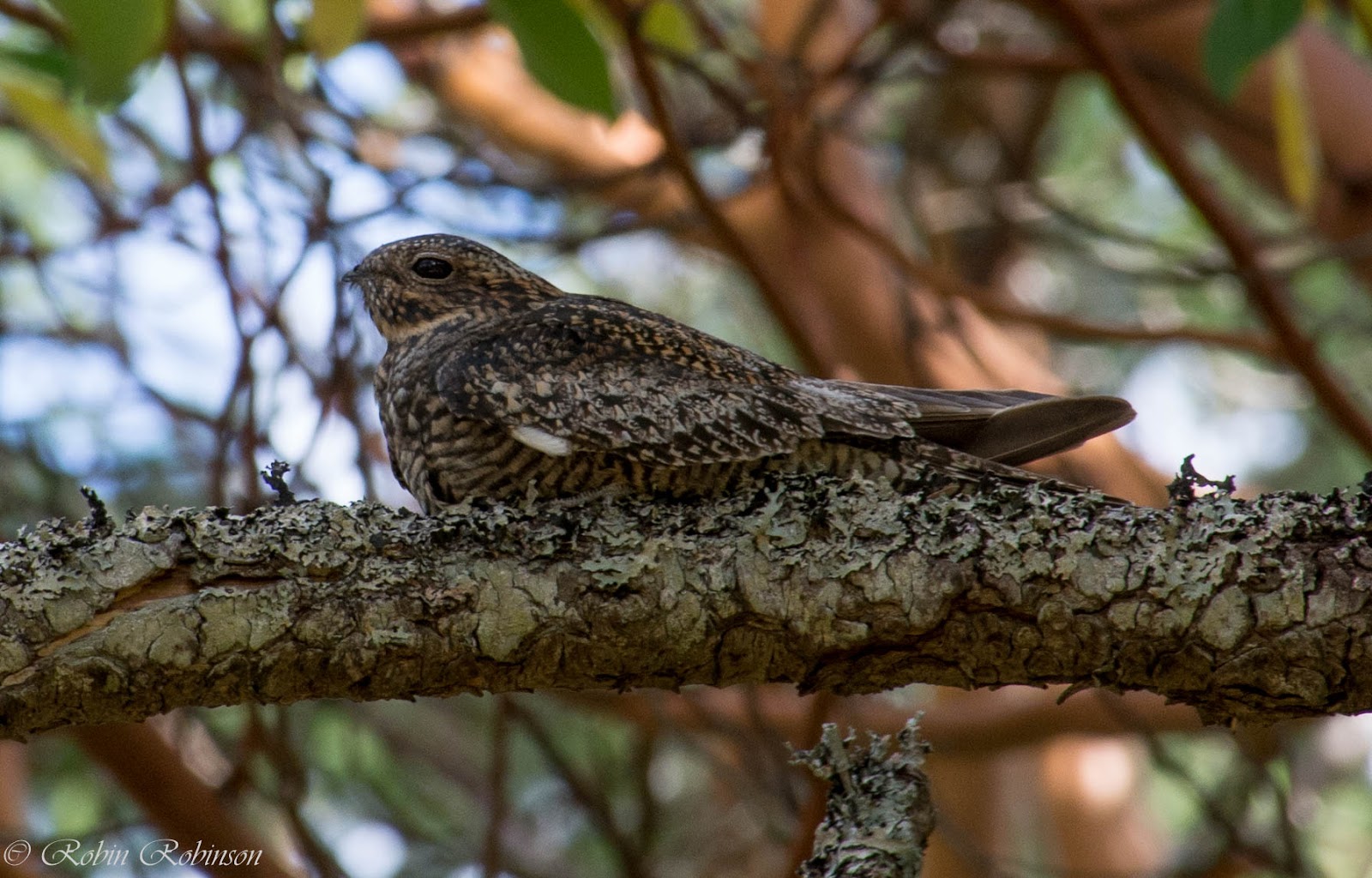 robin's blog: Found a Common Nighthawk nest