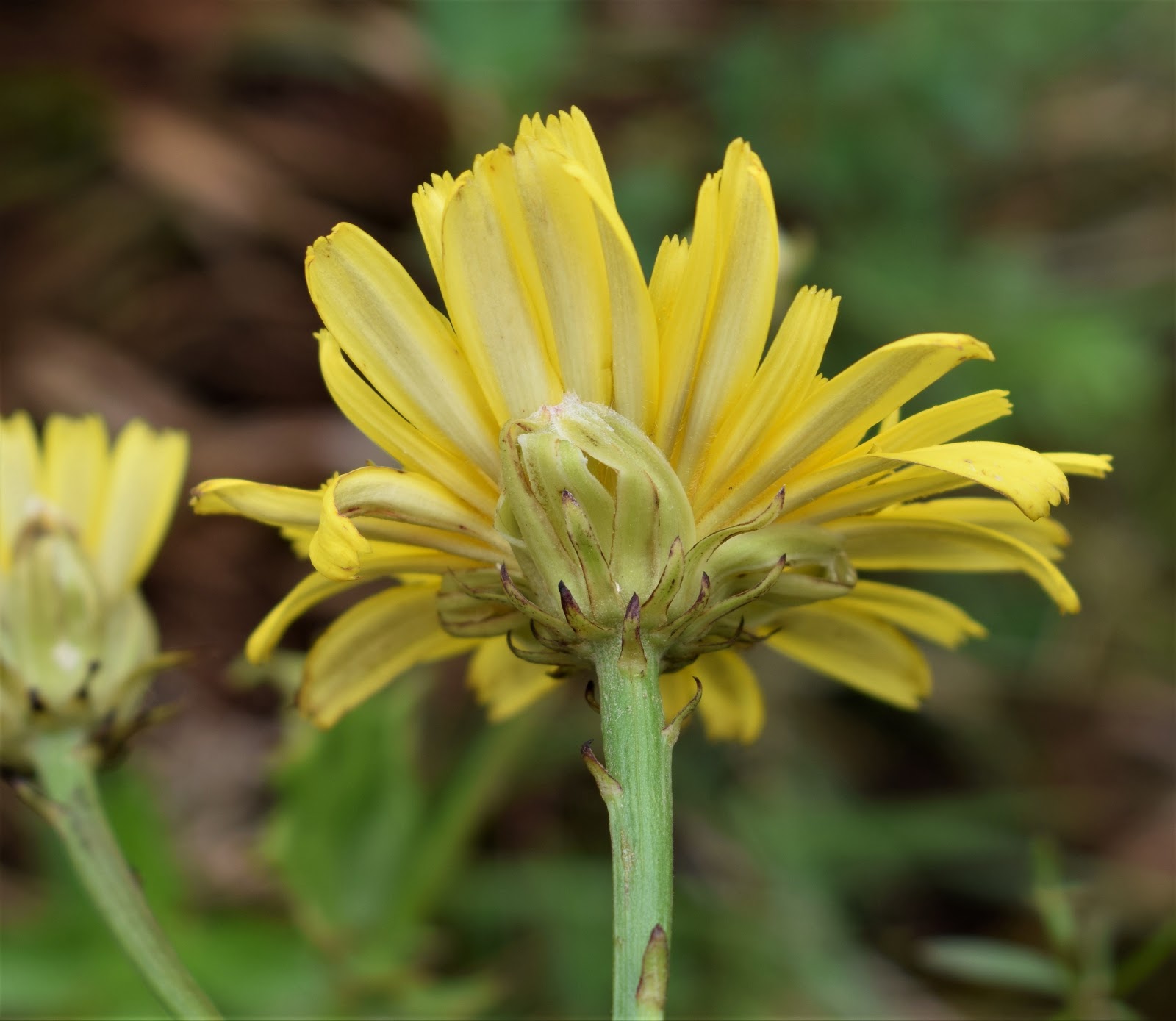 Plantas: Beleza e Diversidade: Endémicas dos Açores: #10 - Leituga-dos ...