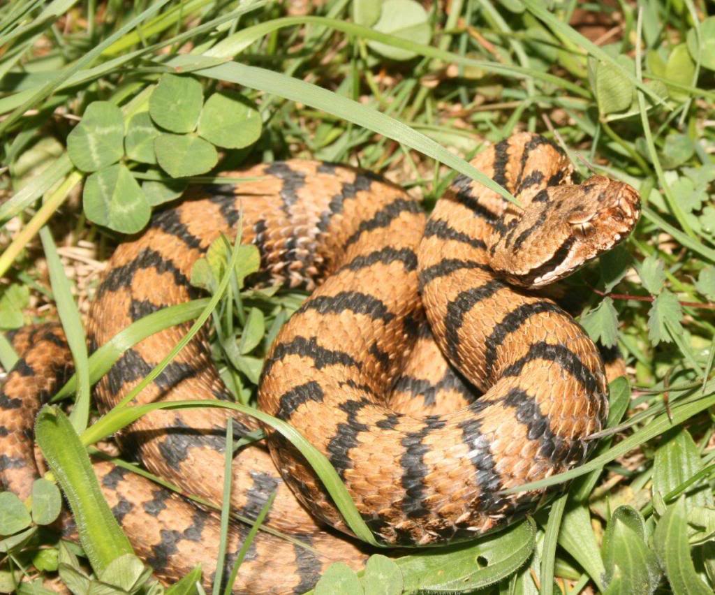 Reptiles and Amphibians: Víbora áspid (Vipera aspis)