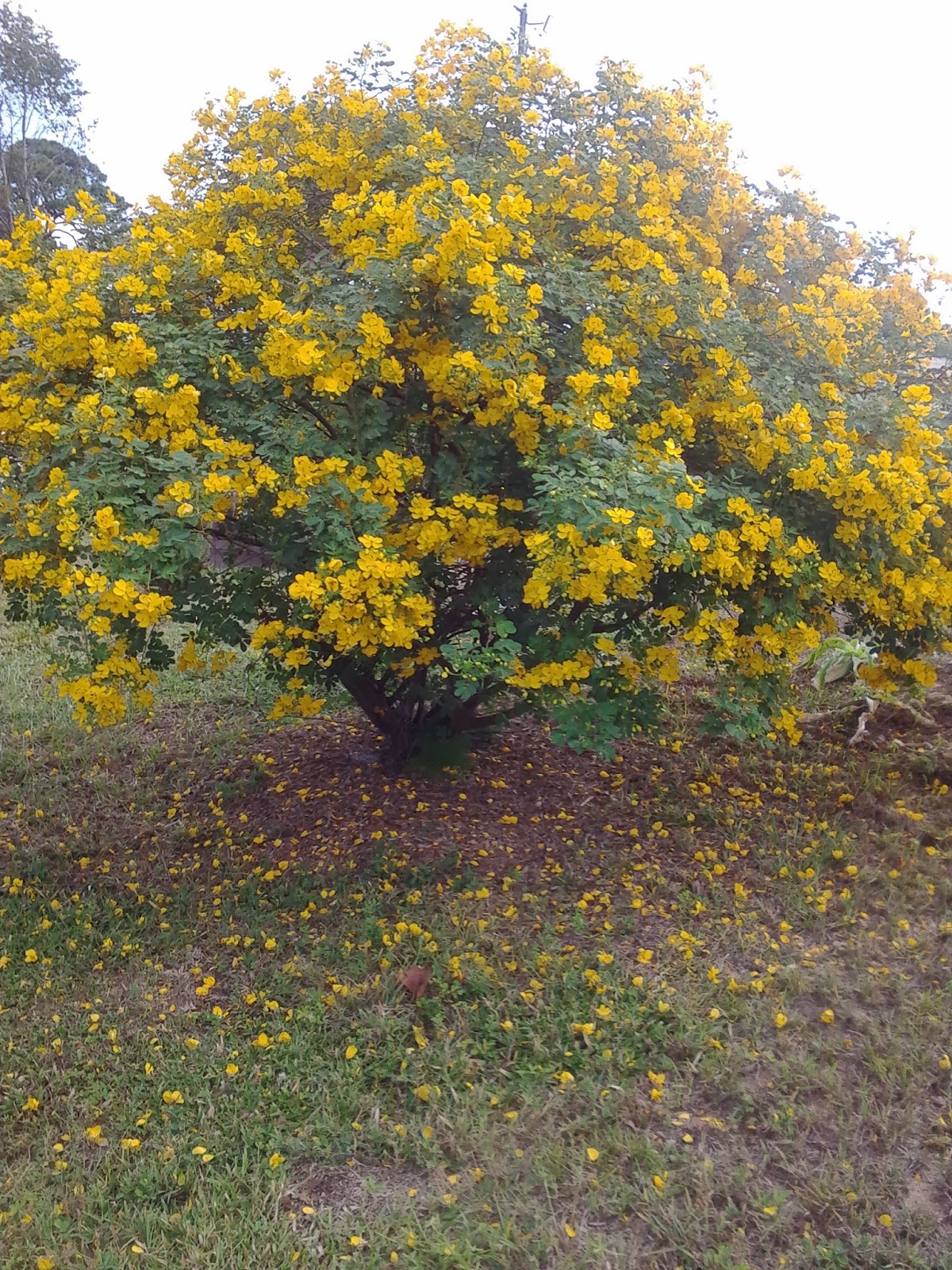 Sanagaia: Cassia/Senna bicapsularis - Cassia Tree