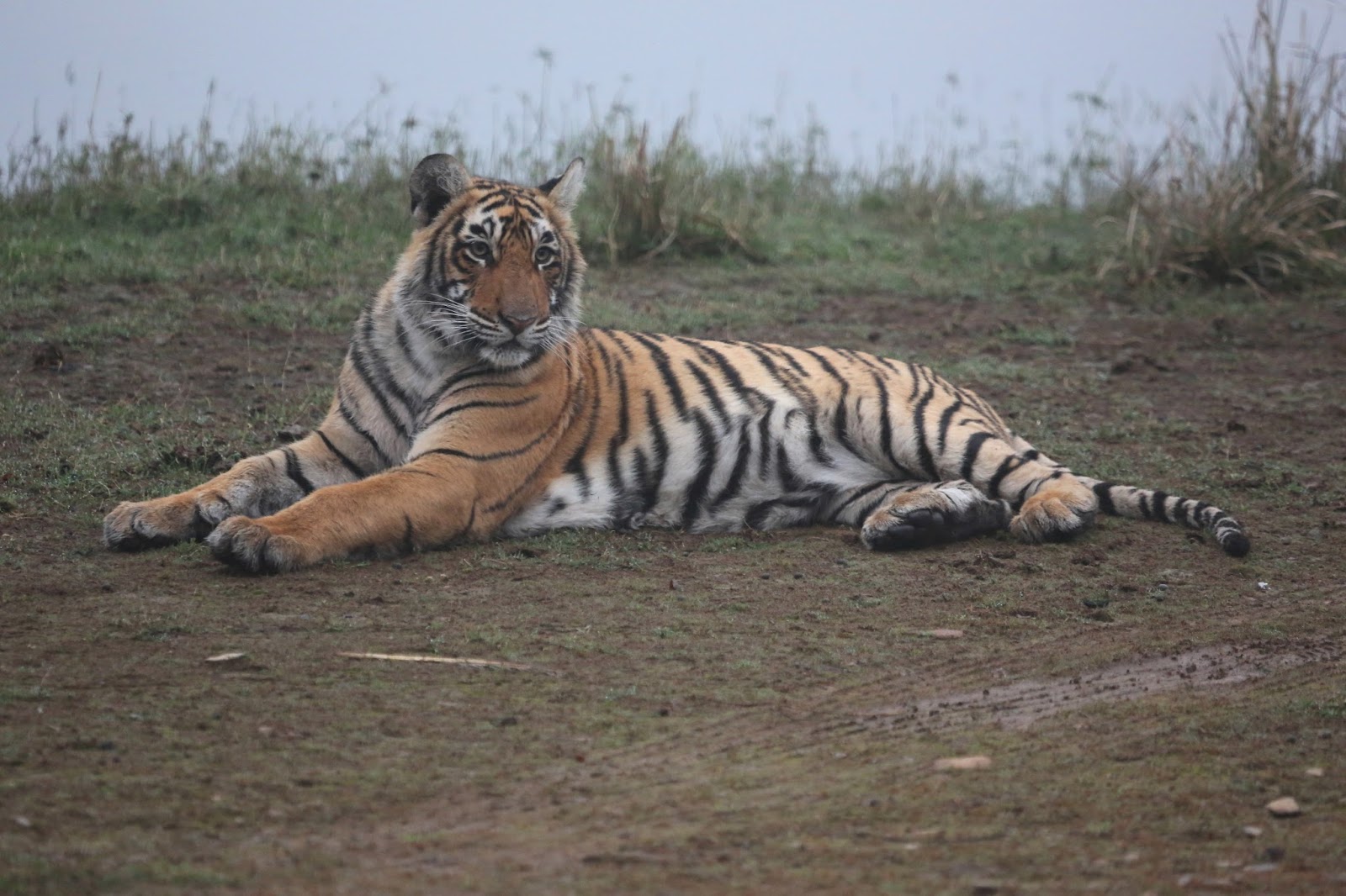 Ranthambore National Park - The Tiger Forest In India