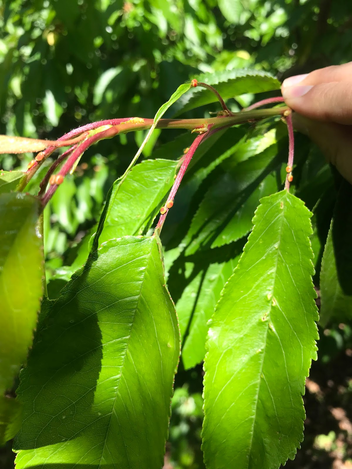 Extrafloral Nectaries are Extraordinary