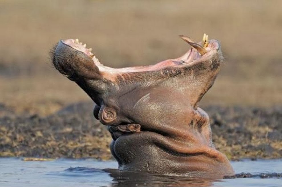 Il mondo in un giardino: Sbadigli contagiosi