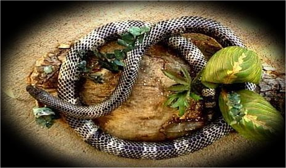 Dentistry and Medicine: Snake Bites Types,Diagnosis and Management ...
