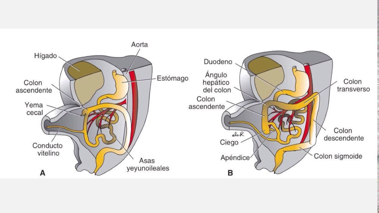 ¡Histoembriologia!: Sistema digestivo