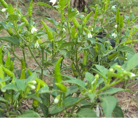budidaya: Bertanam cabai