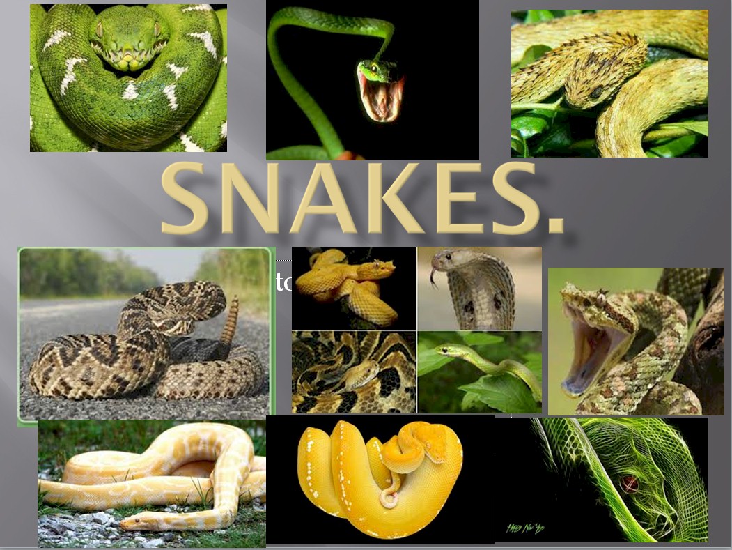 Dragon's Reviews and More!