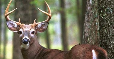 The Sheep Whisperer: Gumby +Deer = Flexibility
