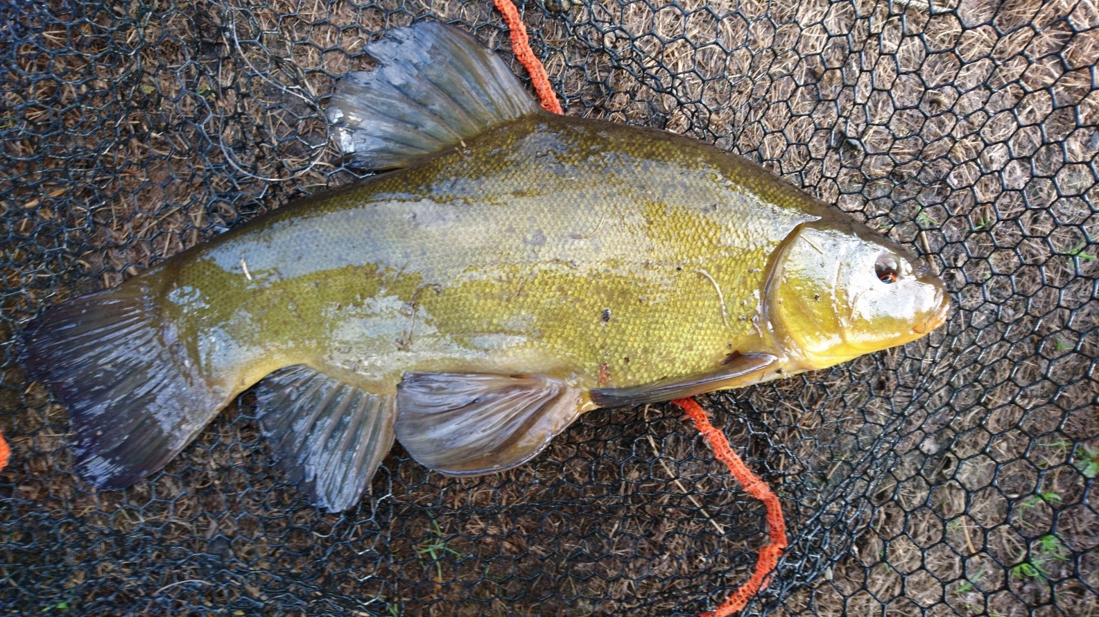 Erik Frodig | Förberedelser inför en ny fisketyp, specimenmete efter ...