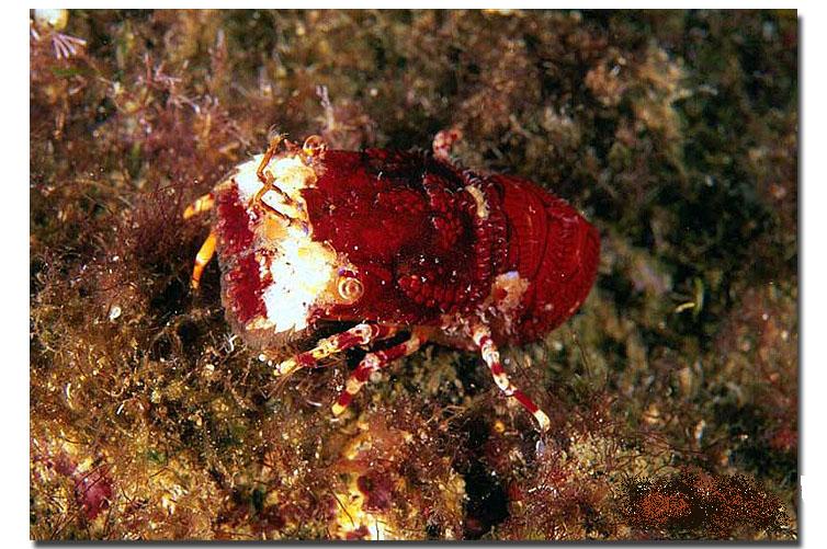 Artes de Pesca: VAMOS A PESCAR SANTIAGUINOS