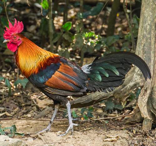 Red junglefowl photos | Birds of India | Bird World