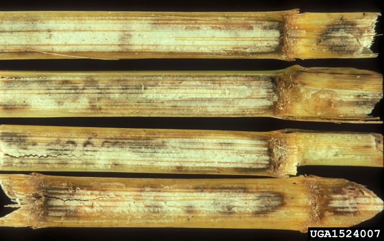 Dúvidas Agropecuárias: Antracnose. Quais são as causas, os sintomas e ...