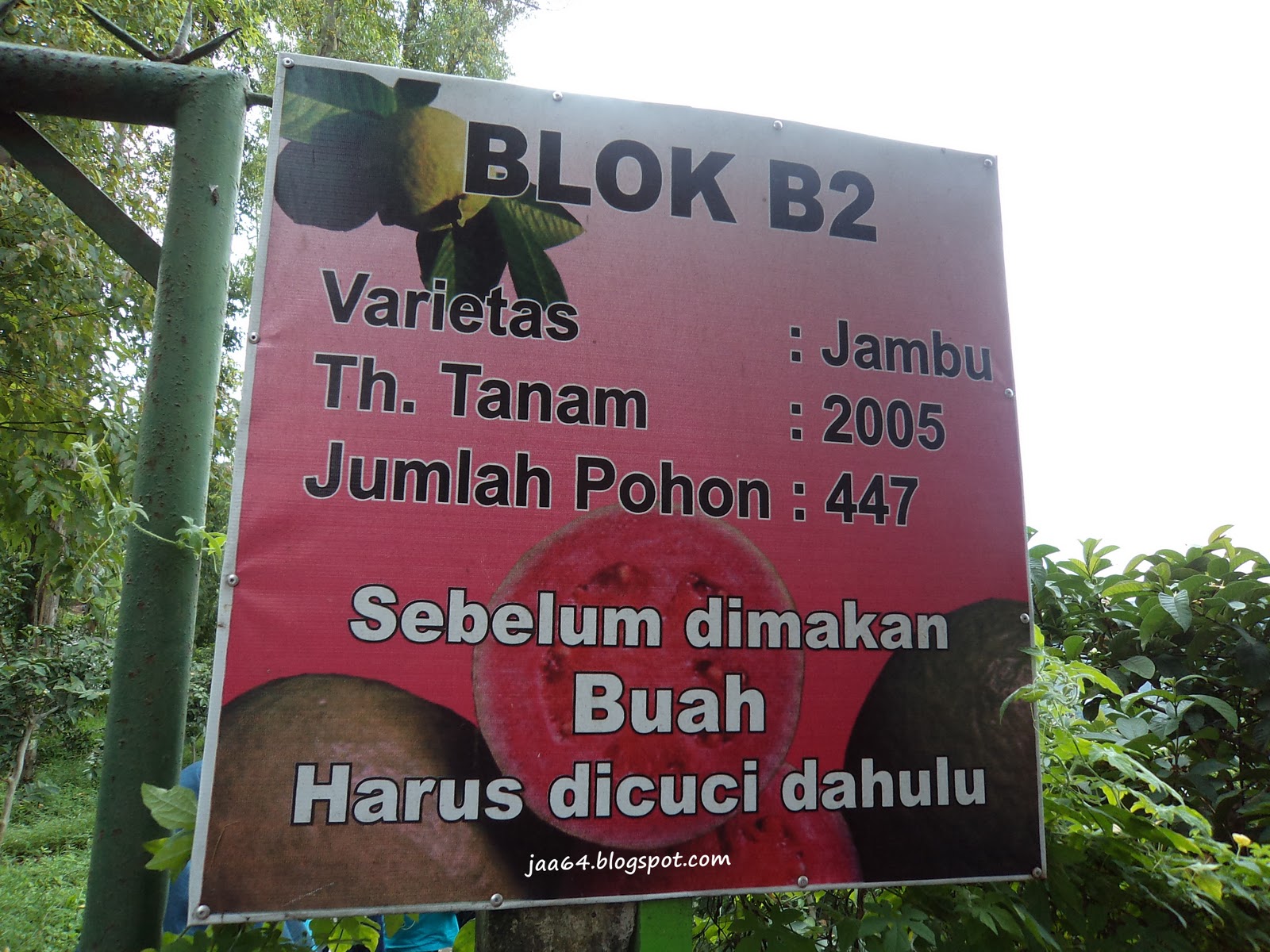 JaA's StorY: Trip to Surabaya and Malang -petik jambu, epal dan taman ...