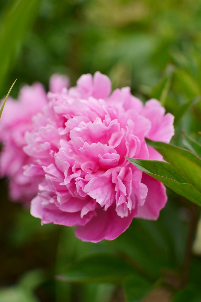 Navettapiian Puuhamaa: Kaaripenkin karkki