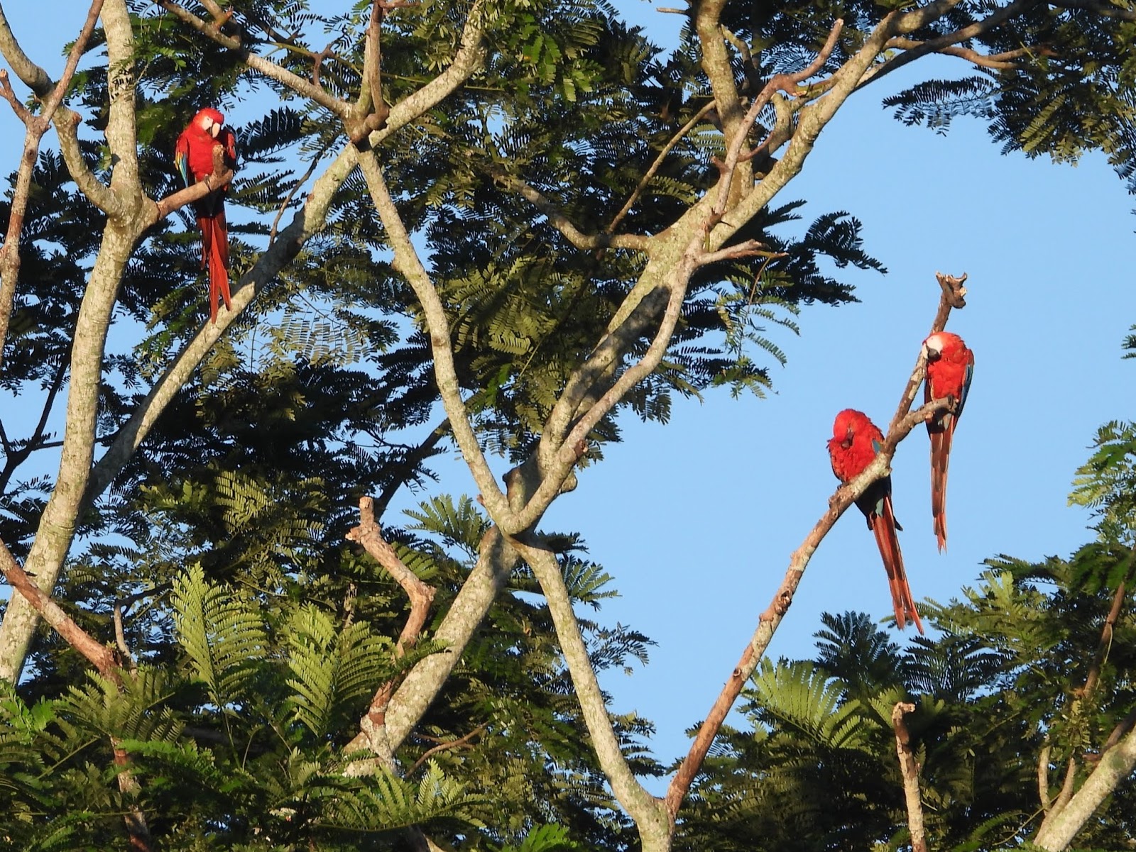 Bird & Travel Photos, Birding Sites, Bird Information: SCARLET MACAWS ...
