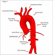 Latinski jezik za medicinske škole: AORTA