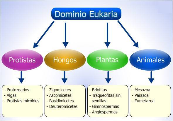 Dominio Eukarya - Reino Animal: dominio Eukarya (características)