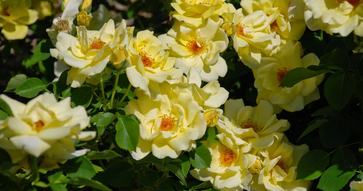 HOW TO PRUNE SHRUB ROSES |The Garden of Eaden