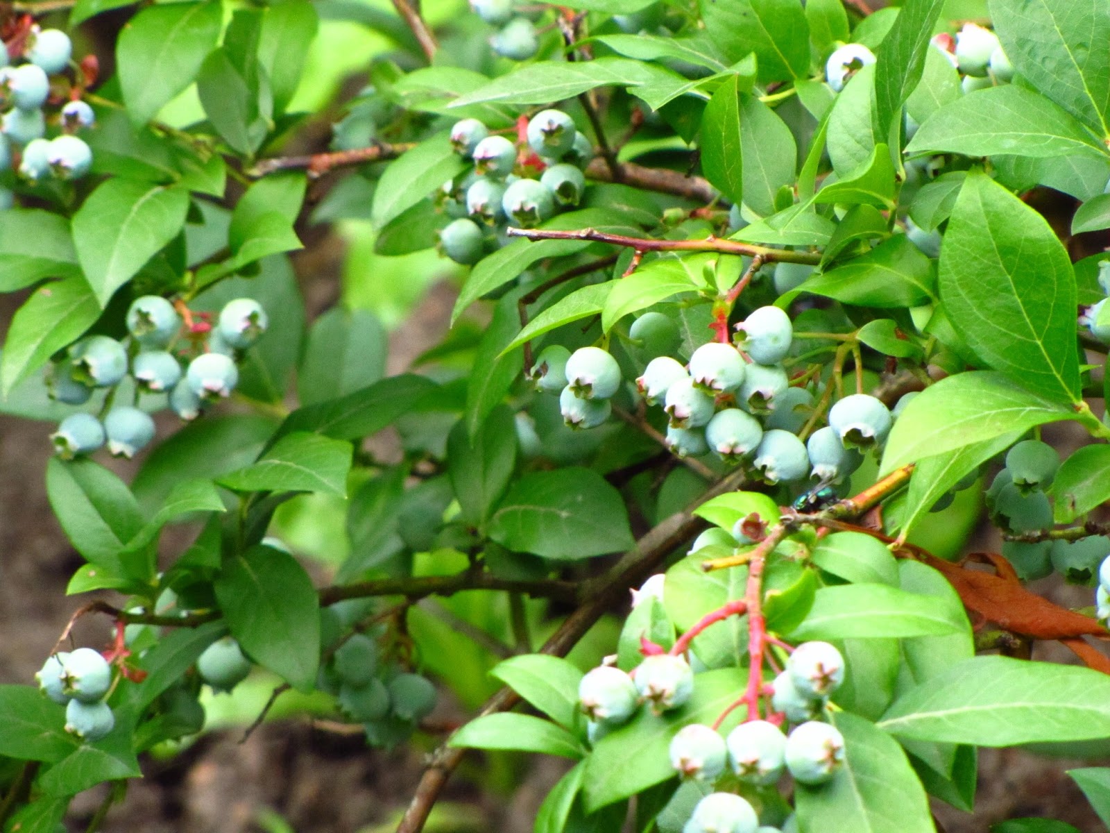 Ritos receptai : Liepos žiedai