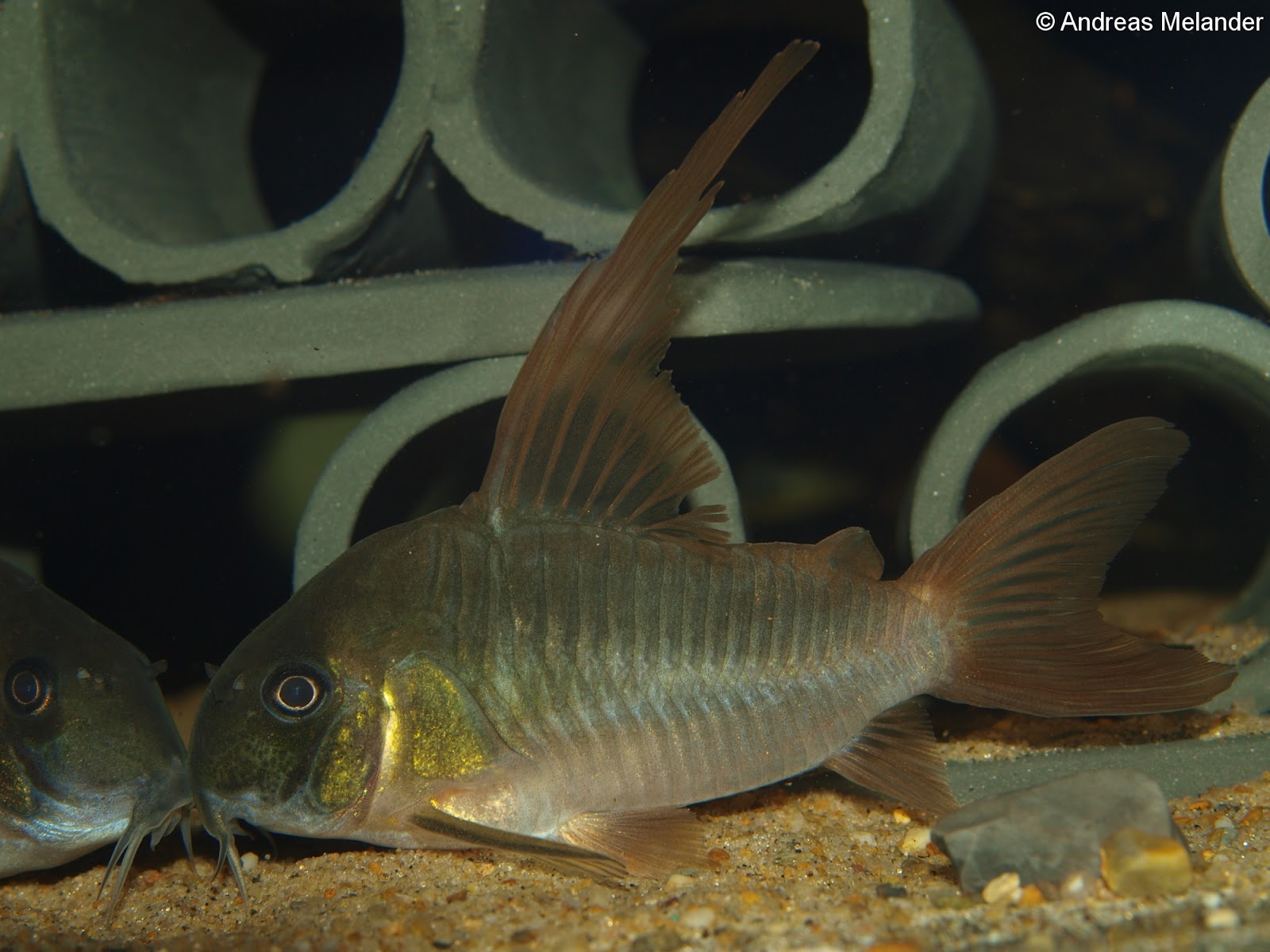 Melanders Aquarium: Breeding Report Corydoras concolor, Slate Cory