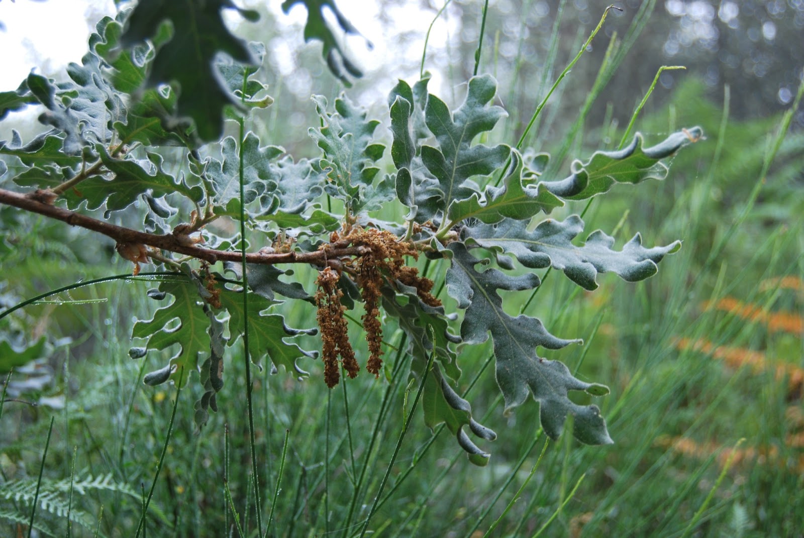 PLANTAR CIENTOS DE ARBOLES: QUERCUS PYRENAICA Roble Melojo