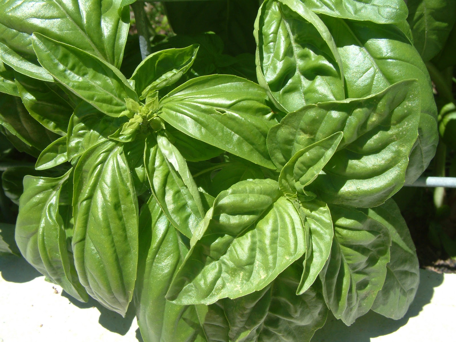 My Recession Kitchen...and garden: Picking Basil