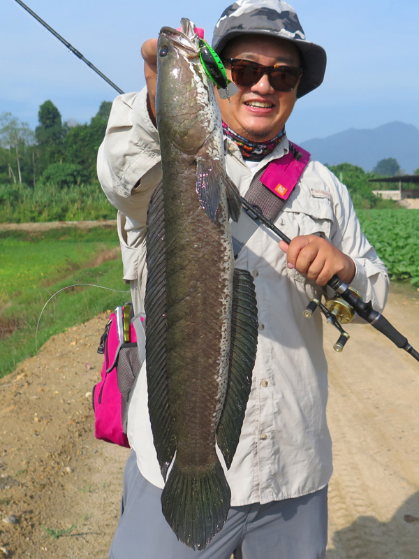 Tackle Source: OUR BELOVED COMMON SNAKEHEAD!