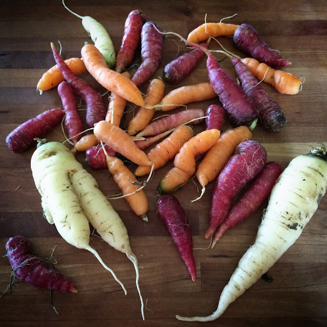 Fetching Fun: Food Series