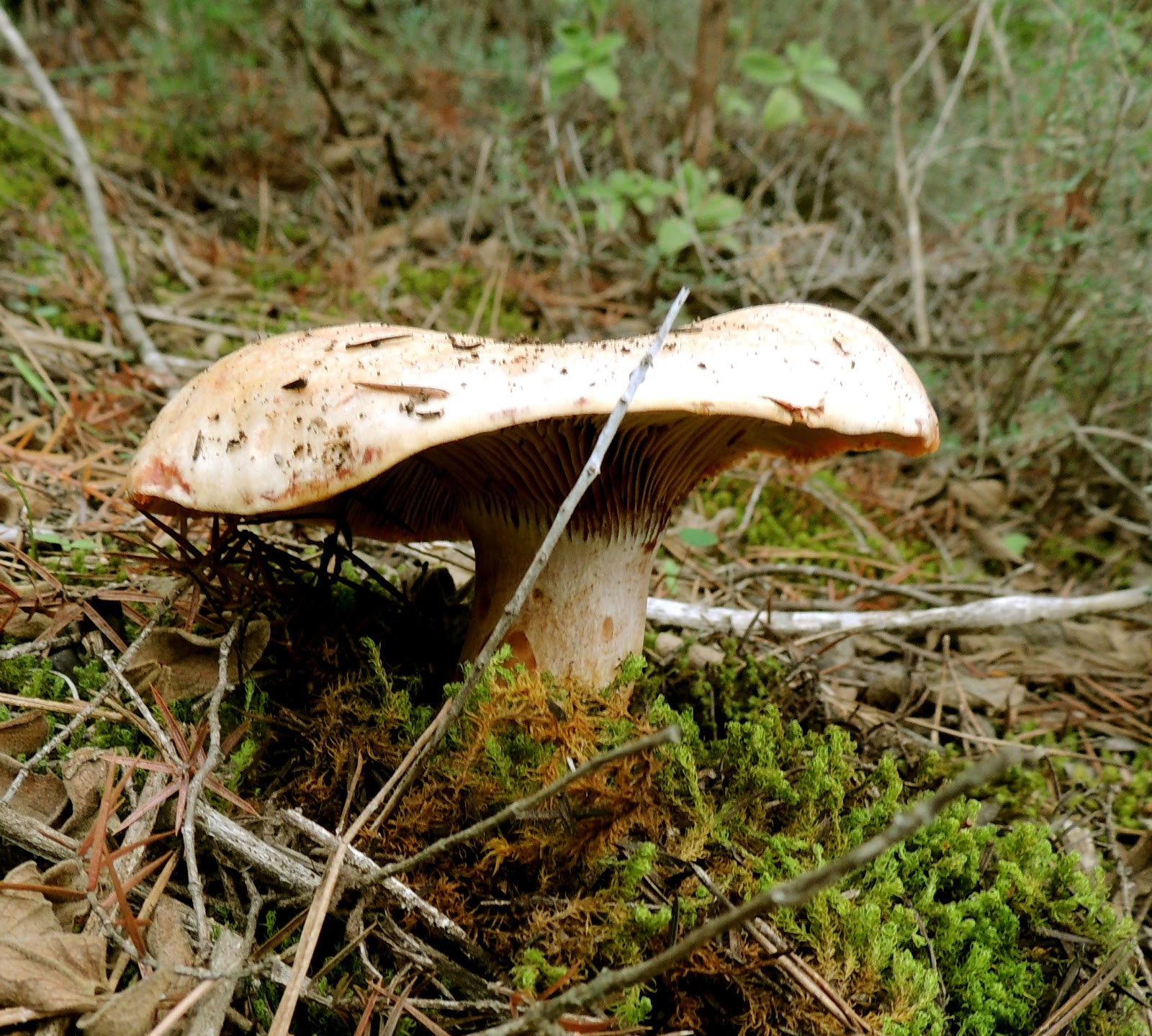 Los Bolets : Fotos Setas y Descripcion