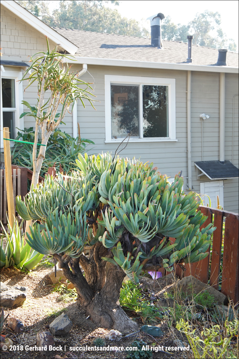 John Miller's Oakland aloe garden (Institute for Aloe Studies)