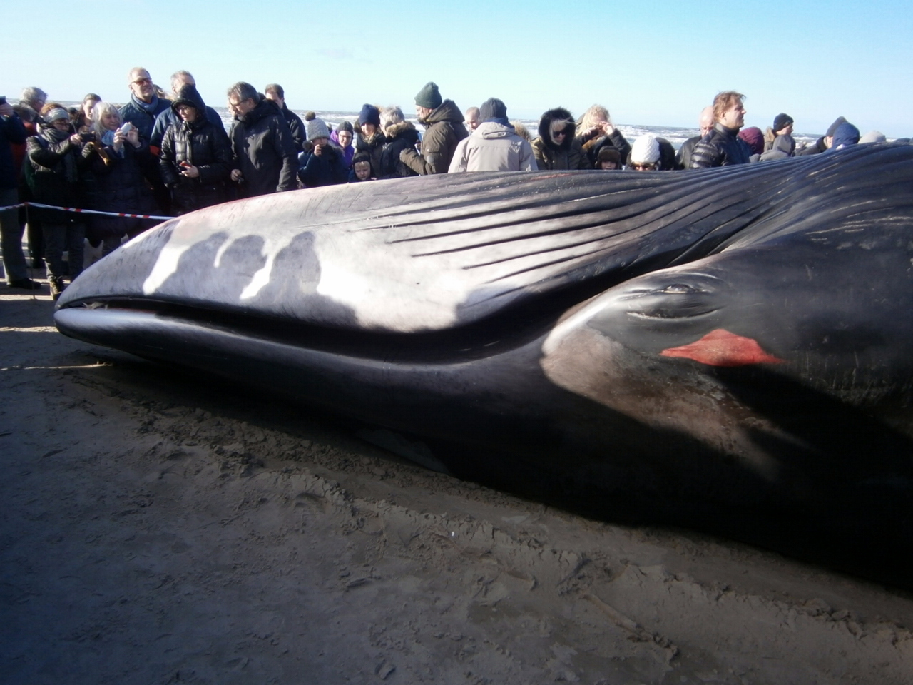 Gestrandeter Wal in Blokhus am Strand...