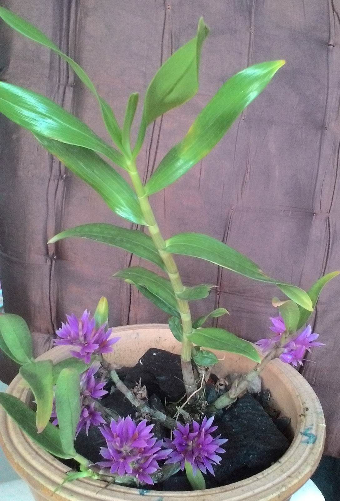 jungle orchid- nusantara: Dendrobium tanii orchid - species of Moluccas ...