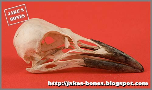 Four different corvid skulls : Jake's Bones