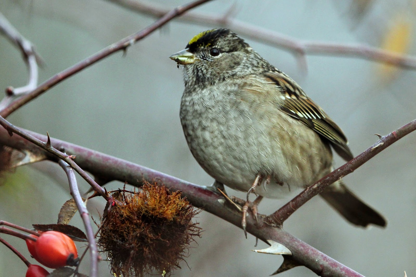 The Green Knee Club: Update: November 22 to December 7, 2014