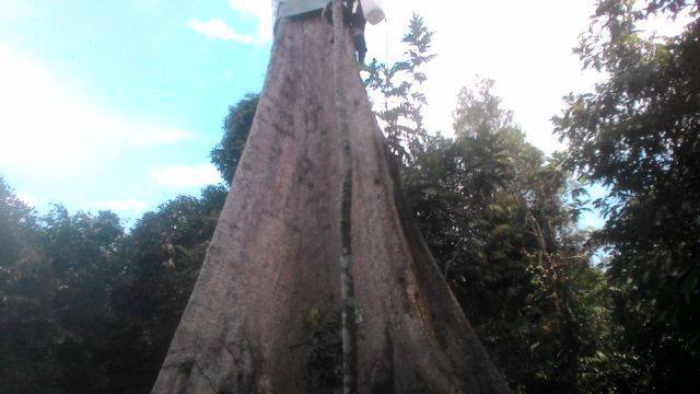 Pusat Penjualan Madu Hutan: 085774422363 || Madu Alam Dari Pohon Sialang