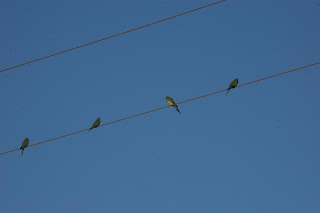 The Nature of Robertson: Turquoise Parrots on Nowra - Braidwood Road ...